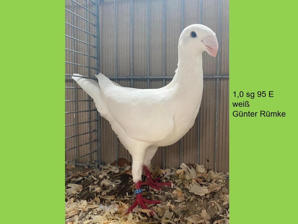 DerBlog 2024 aktuell 1 – SV Deutscher Schautauben