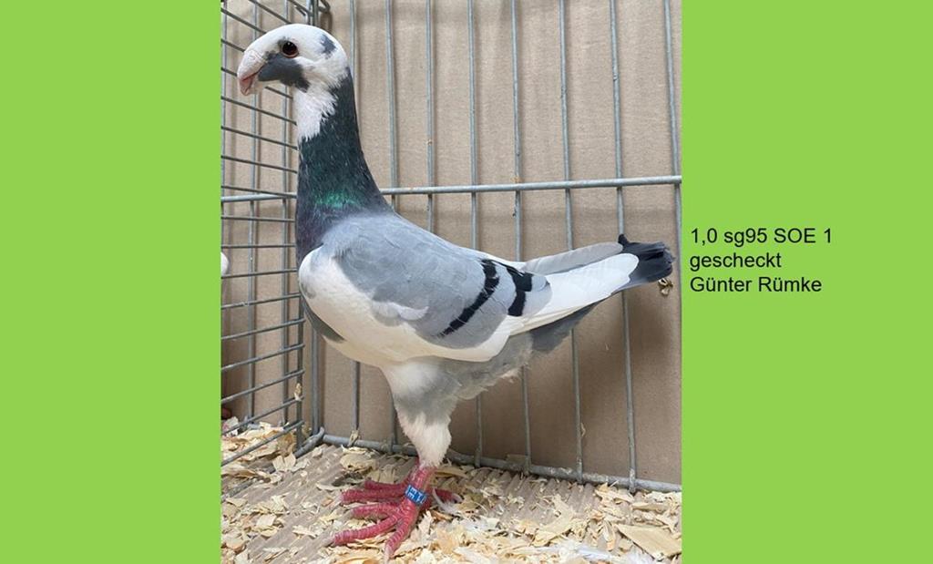 DerBlog 2024 aktuell 1 – SV Deutscher Schautauben